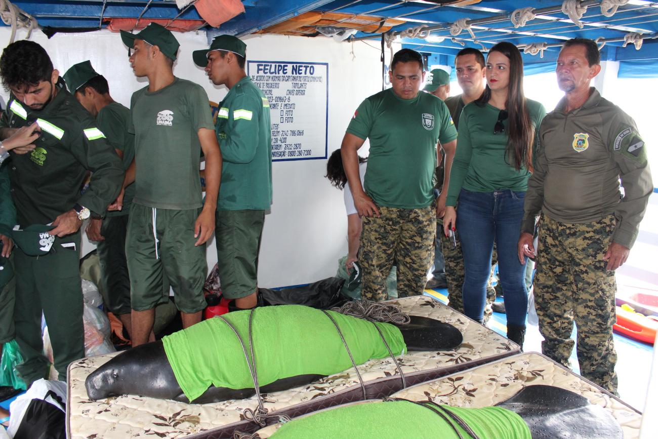 Peixes-boi são devolvidos ao meio ambiente em Santarém | Gerais ...